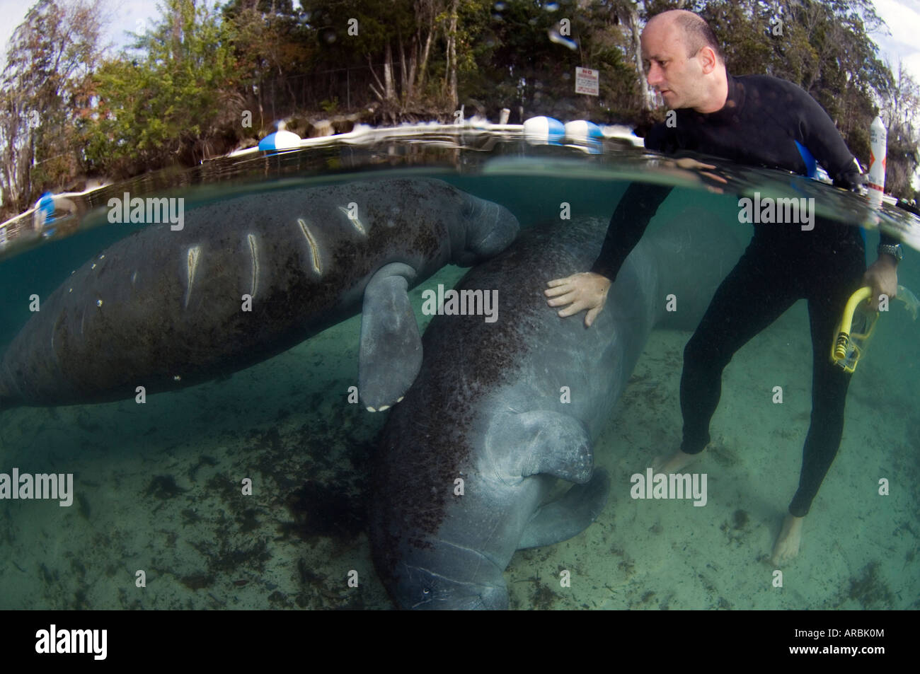 Florida Manatee Trichechus manatus latirostris injured by boat ...