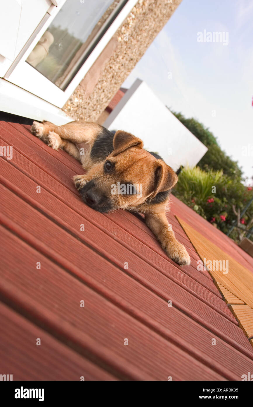 puppy in repose Stock Photo - Alamy