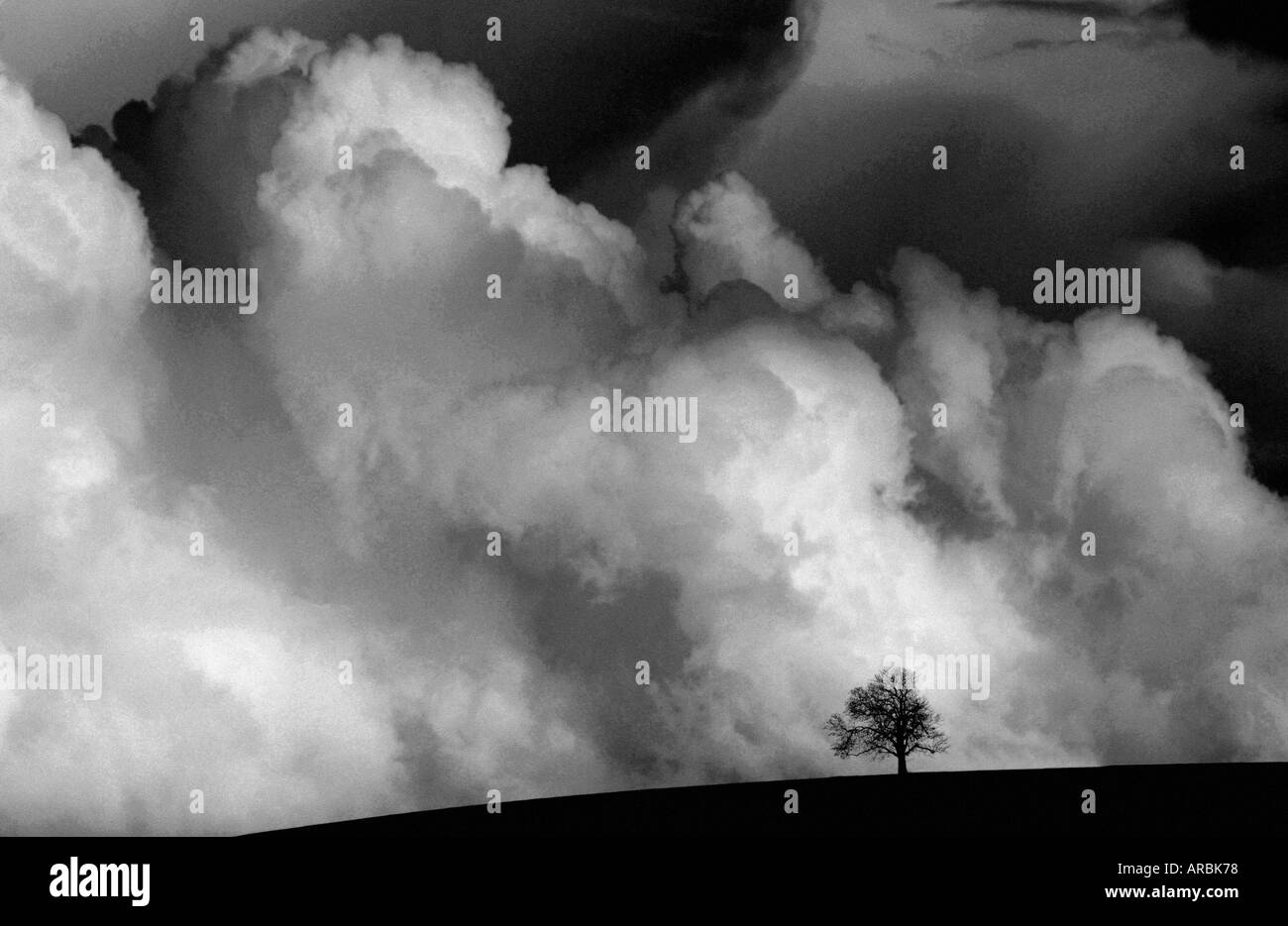 Scary tree england Black and White Stock Photos & Images - Alamy