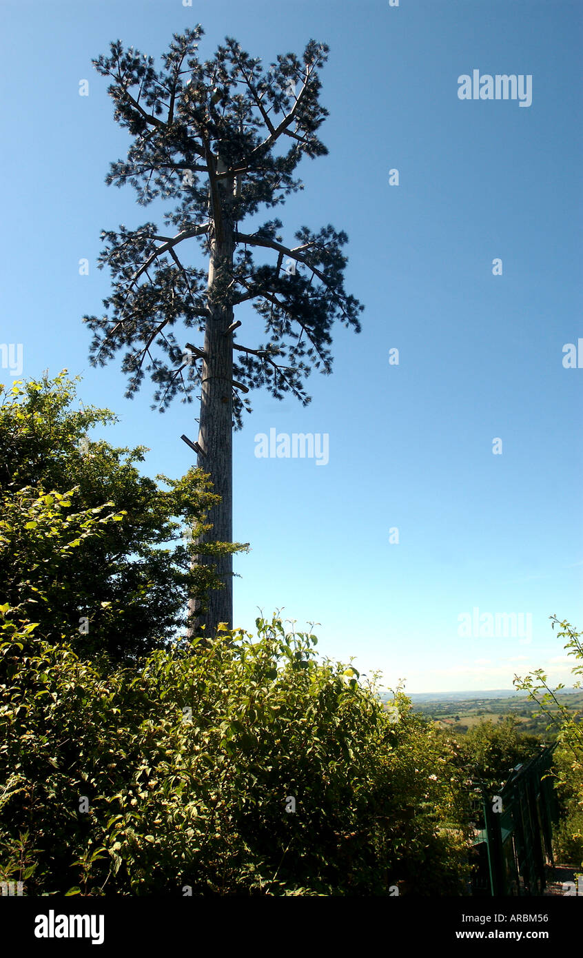 mobile phone mast disguised as tree Stock Photo - Alamy