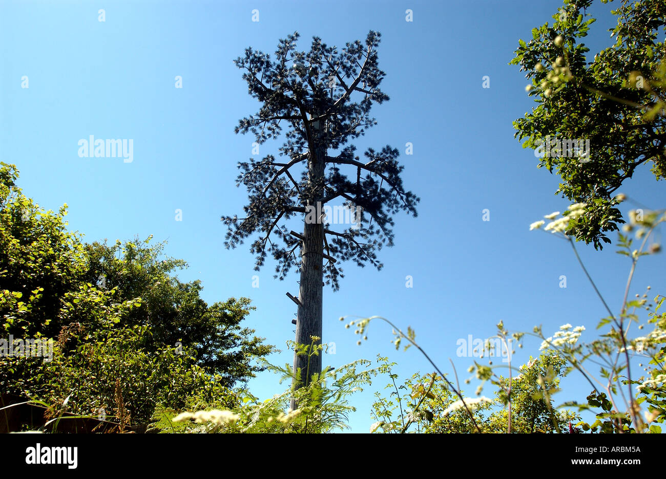 mobile phone mast disguised as tree Stock Photo - Alamy