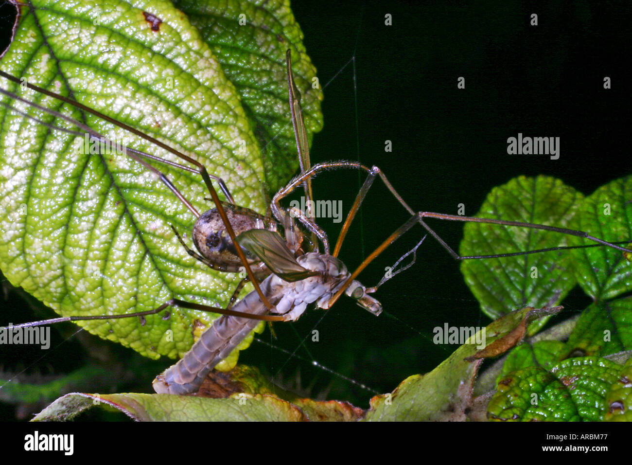 Spider killing a fly hi-res stock photography and images - Alamy