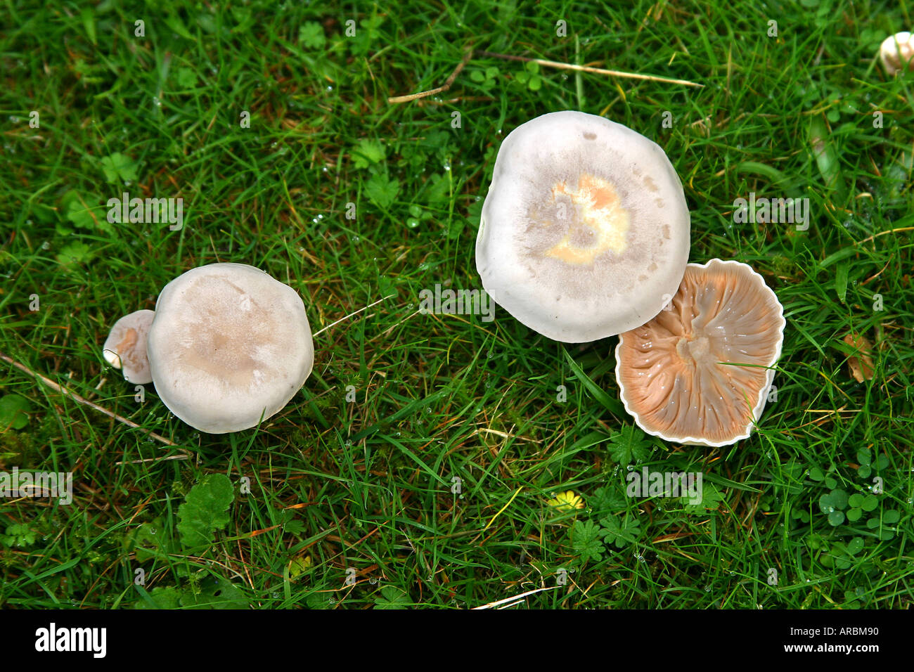 Group of toadstools from above in wet grass Stock Photo - Alamy