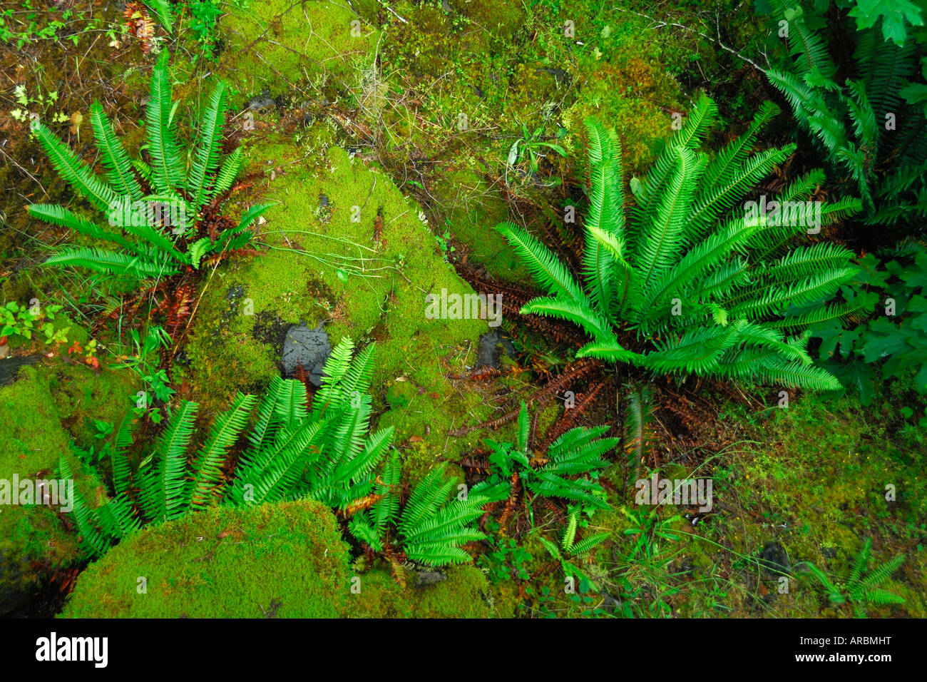 Rain shadow washington hi-res stock photography and images - Alamy