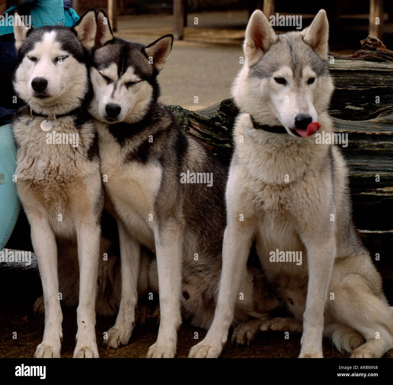 Are Huskies Inside Dogs