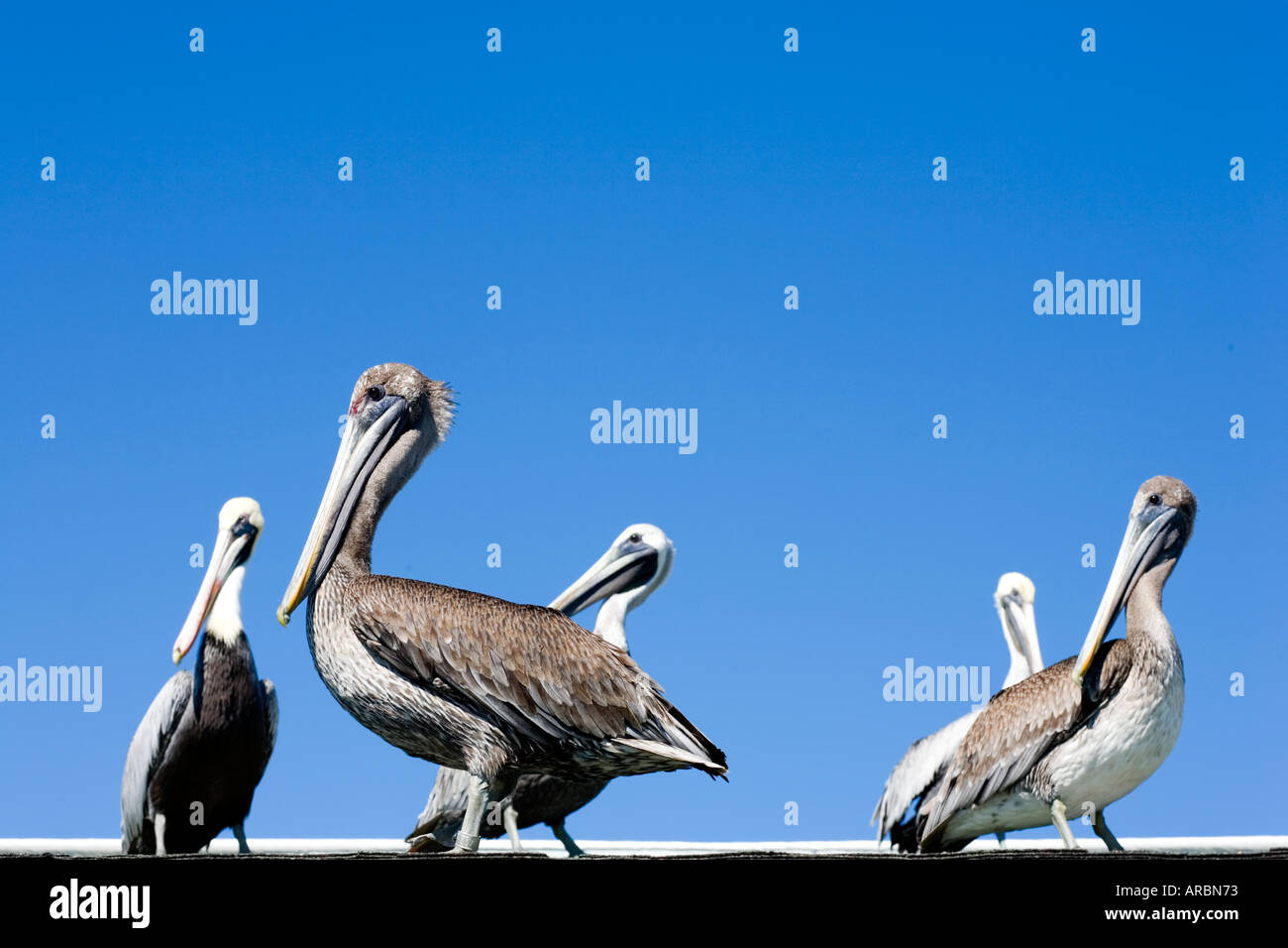 White pelicans formation hi-res stock photography and images - Alamy