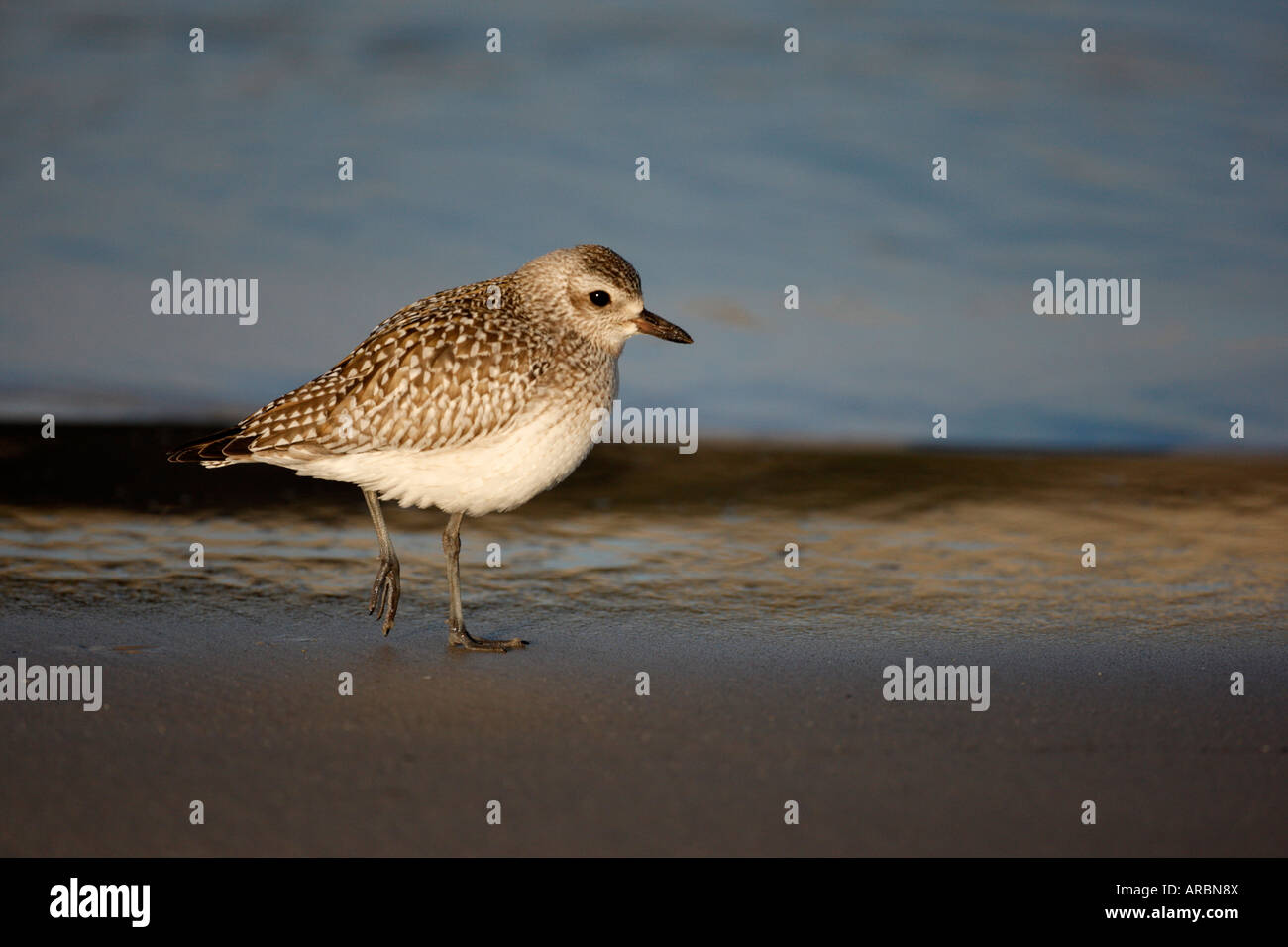 Grey plover Pluvialis squatarola New Jersey USA winter also known as ...