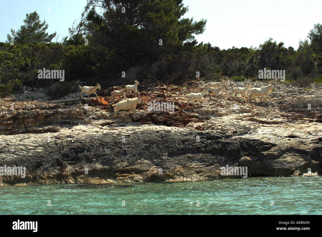 Dalmatian Goats High Resolution Stock Photography and Images - Alamy