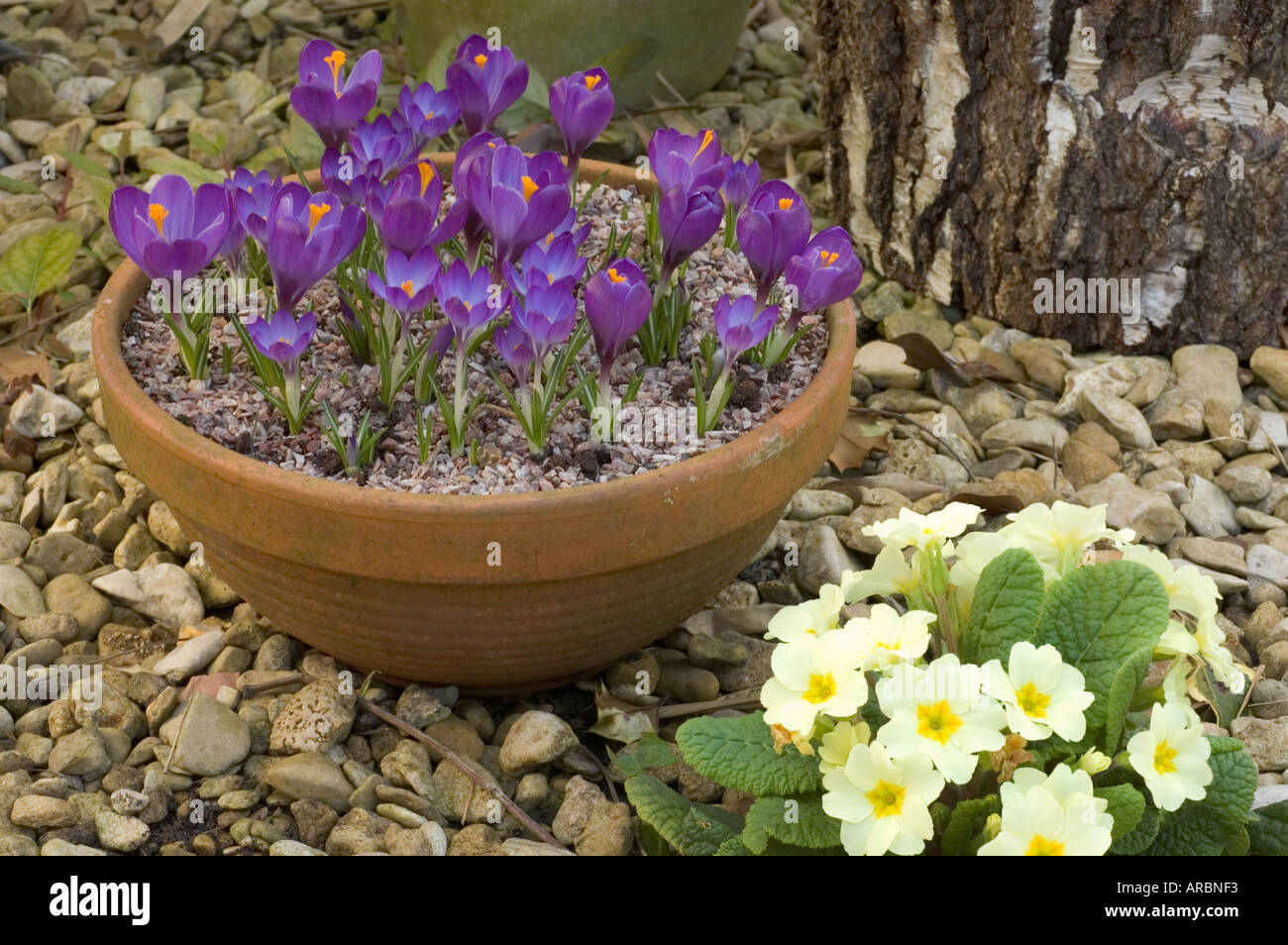 Container of Crocuses in Gravel Garden with Yellow Primula Vulgaris ...