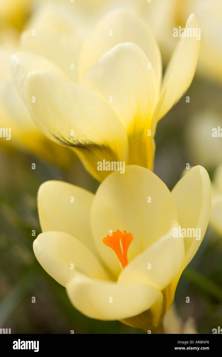 Crocus chrysanthus cream beauty hi-res stock photography and images - Alamy