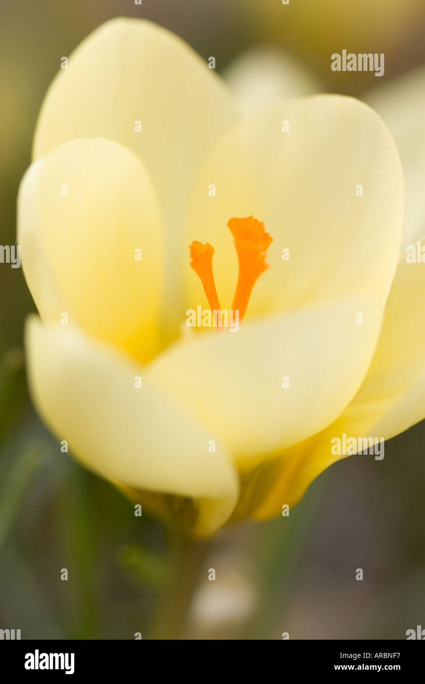 Crocus chrysanthus cream beauty hi-res stock photography and images - Alamy