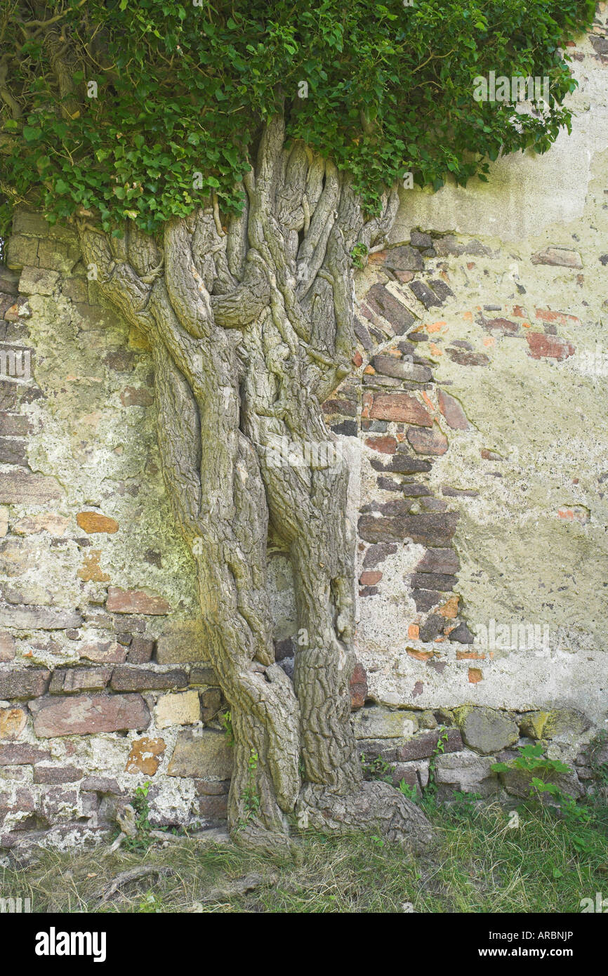 Gnarled old trunk hi-res stock photography and images - Alamy