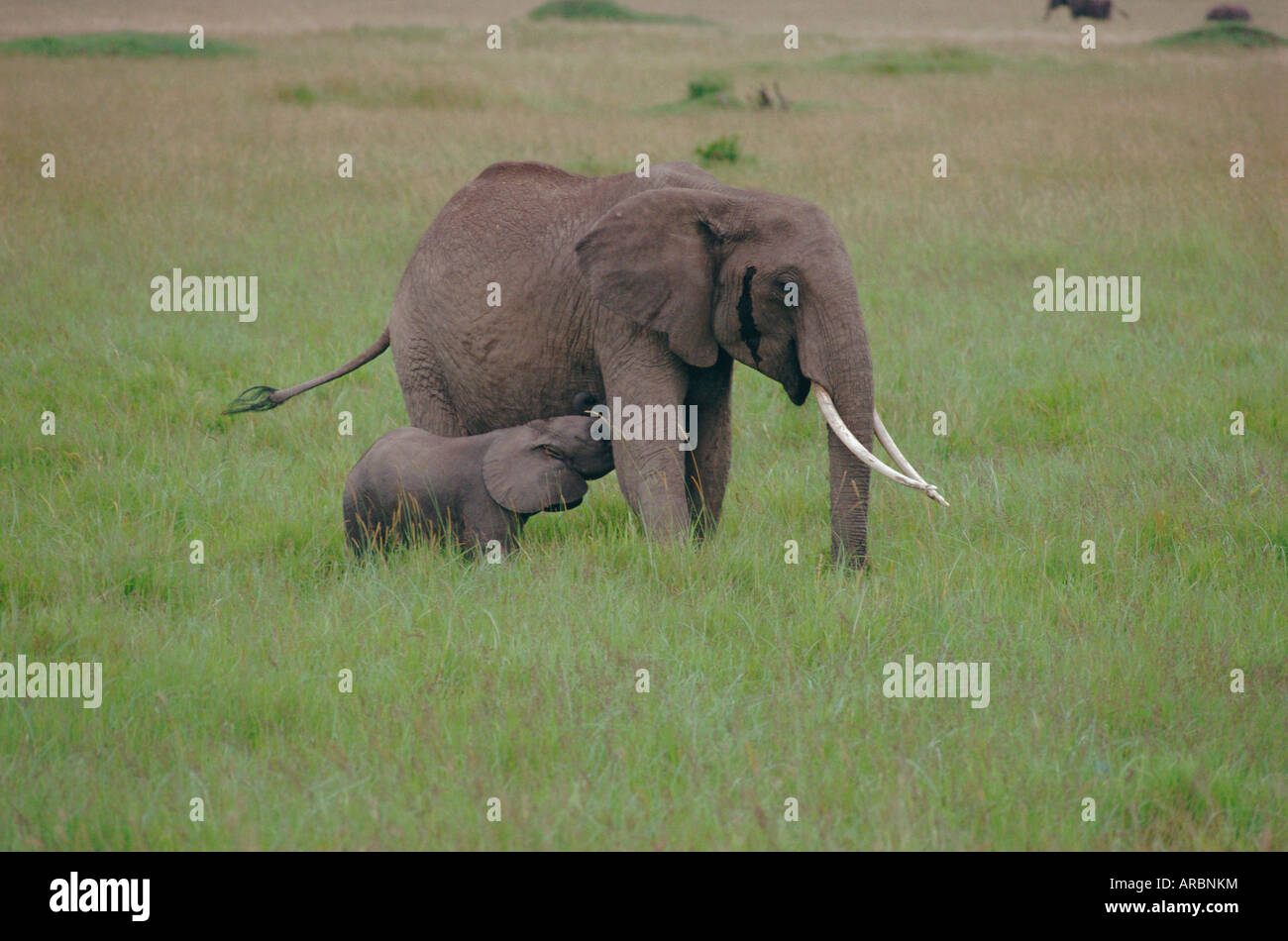 Calf photo hi-res stock photography and images - Alamy