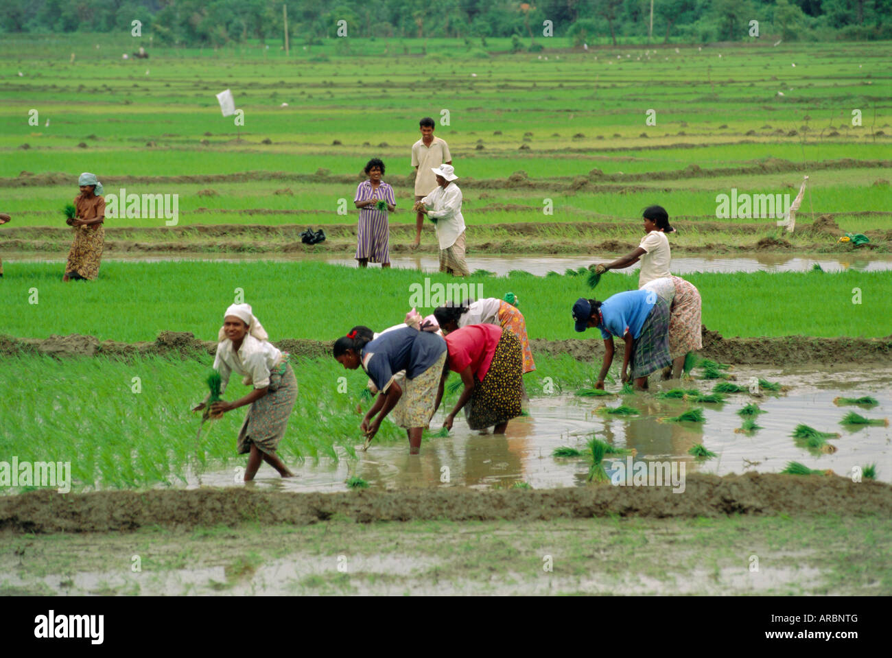 Rice farming, Sri Lanka, Asia Stock Photo - Alamy