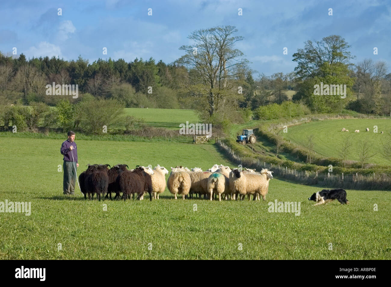 Shepherd and his Sheepdog Herding a flock of Sheep Stock Photo - Alamy
