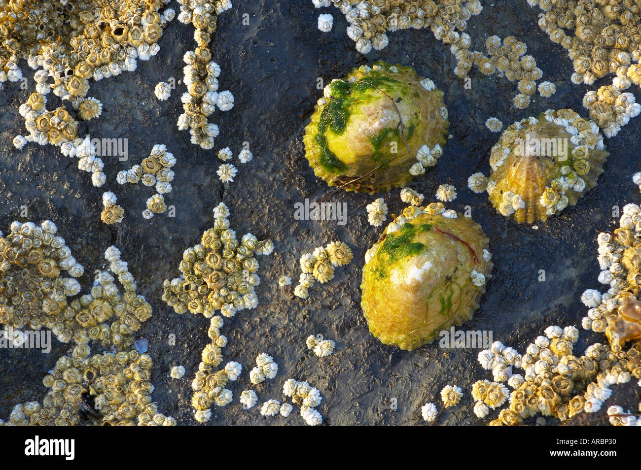 Lichen On Barnacles High Resolution Stock Photography and Images - Alamy