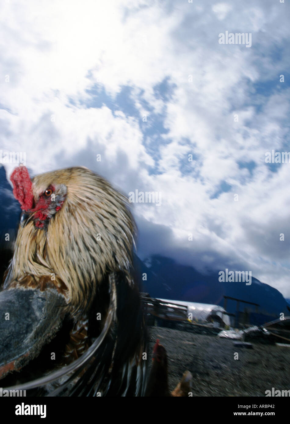 Rooster attacking camera on farm in British Columbia Canada Stock Photo ...