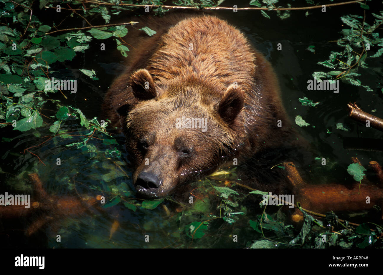 Switzerland bear hi-res stock photography and images - Alamy