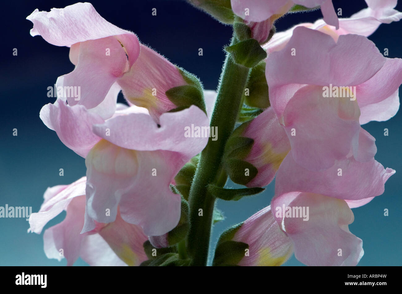 Pink snapdragon hi-res stock photography and images - Alamy