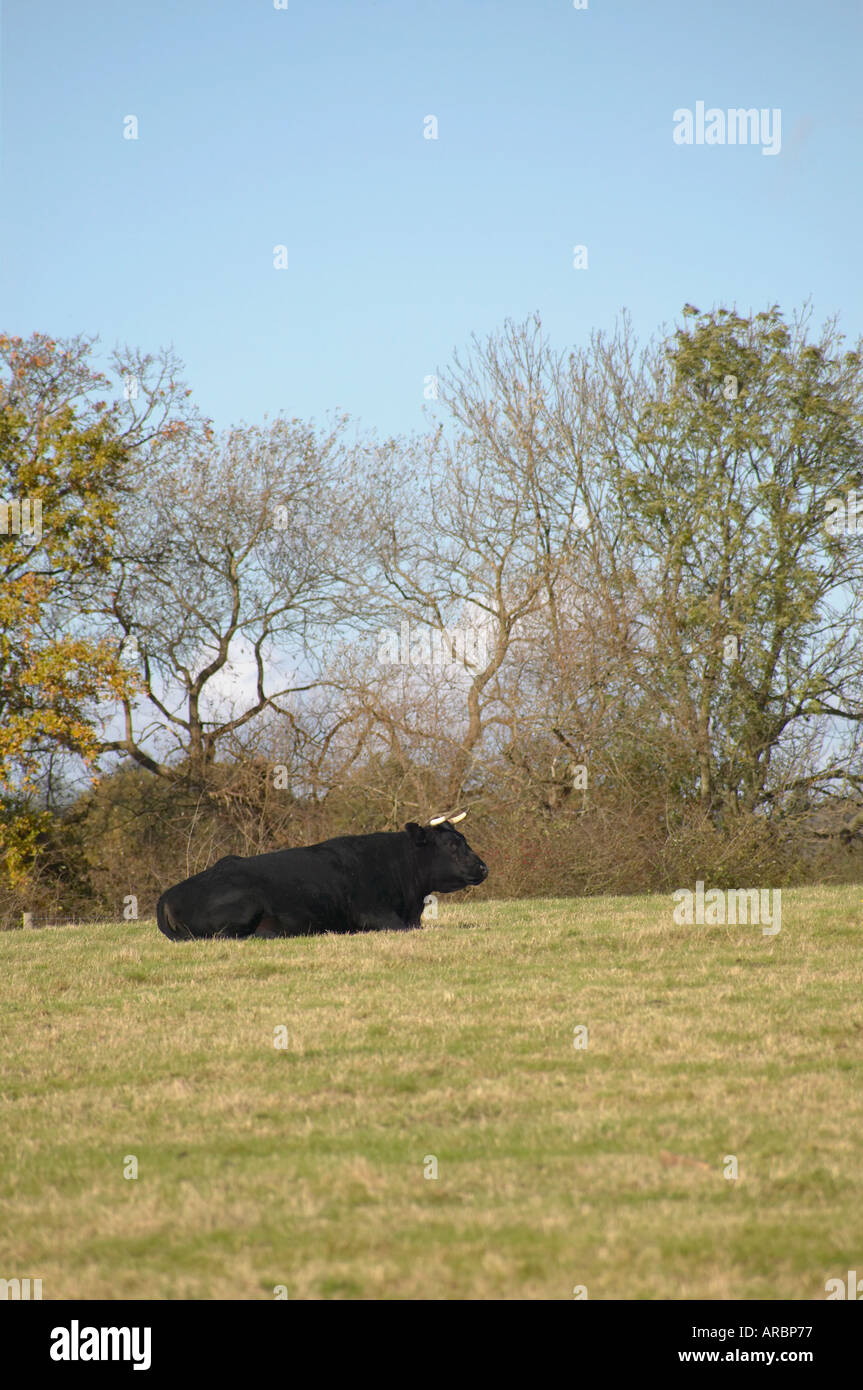 Large Black bull lying down in field in West Sussex, UK Stock Photo - Alamy