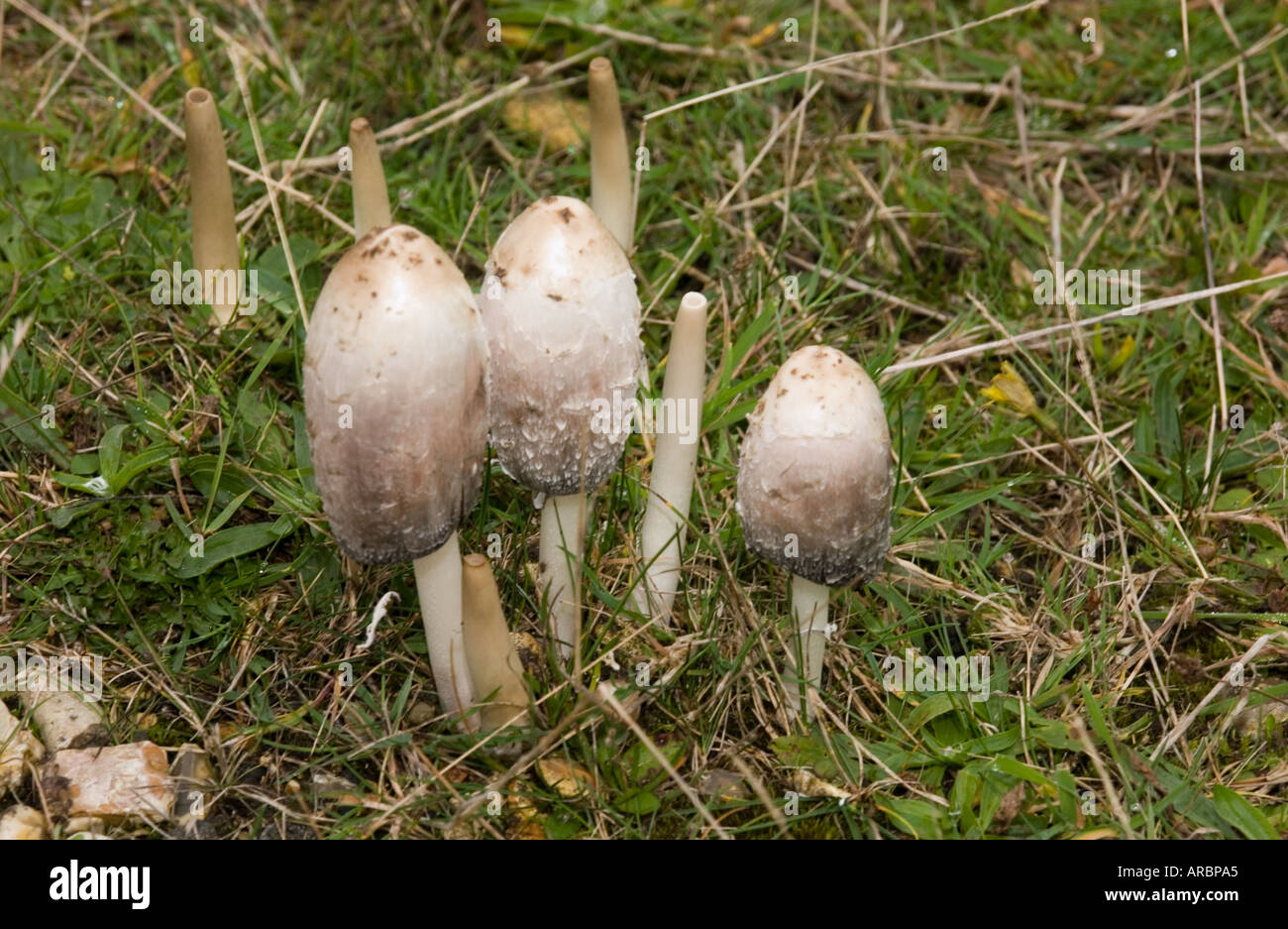 Coprinus comatus shaggy ink cap Stock Photo - Alamy