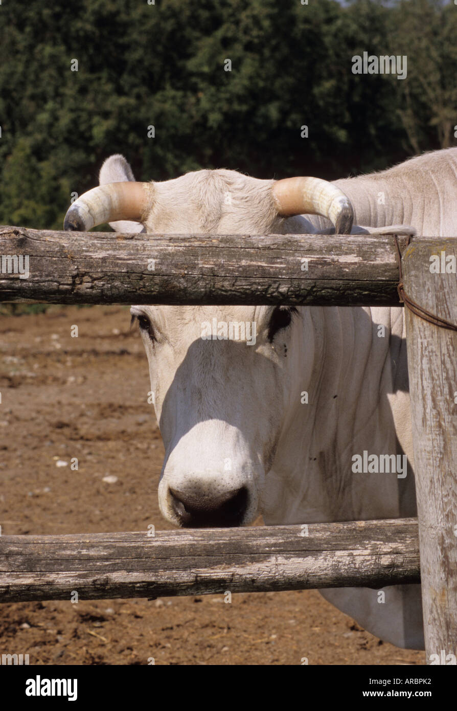 Chianina Bull With Horns