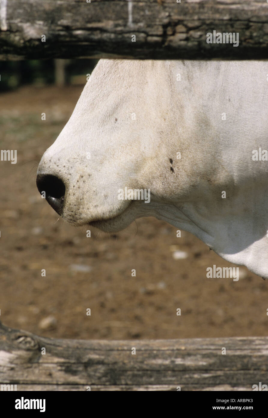 Ox muzzle hi-res stock photography and images - Alamy