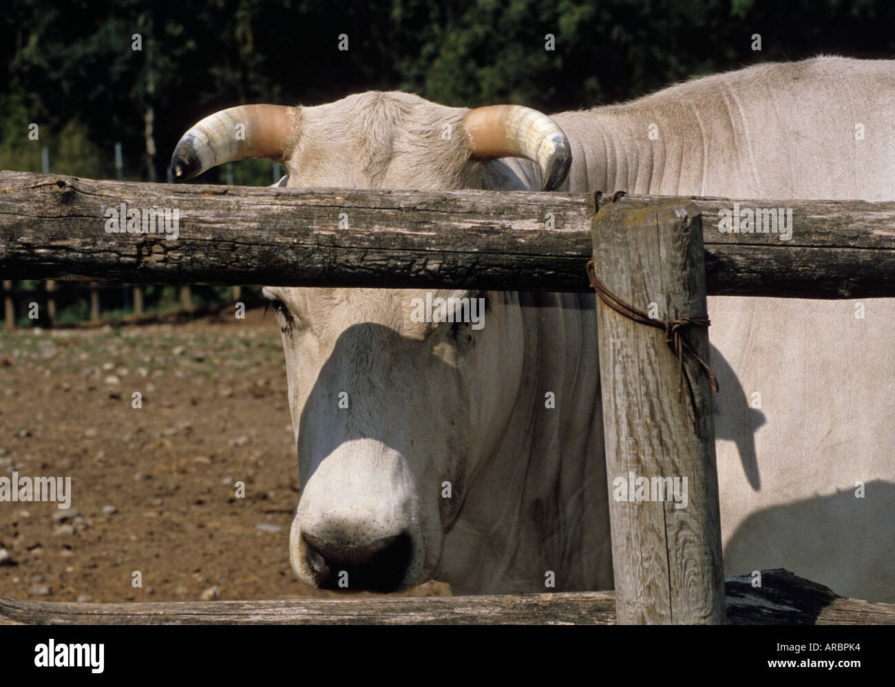 Chianina Cattle Stock Photos & Chianina Cattle Stock Images - Alamy