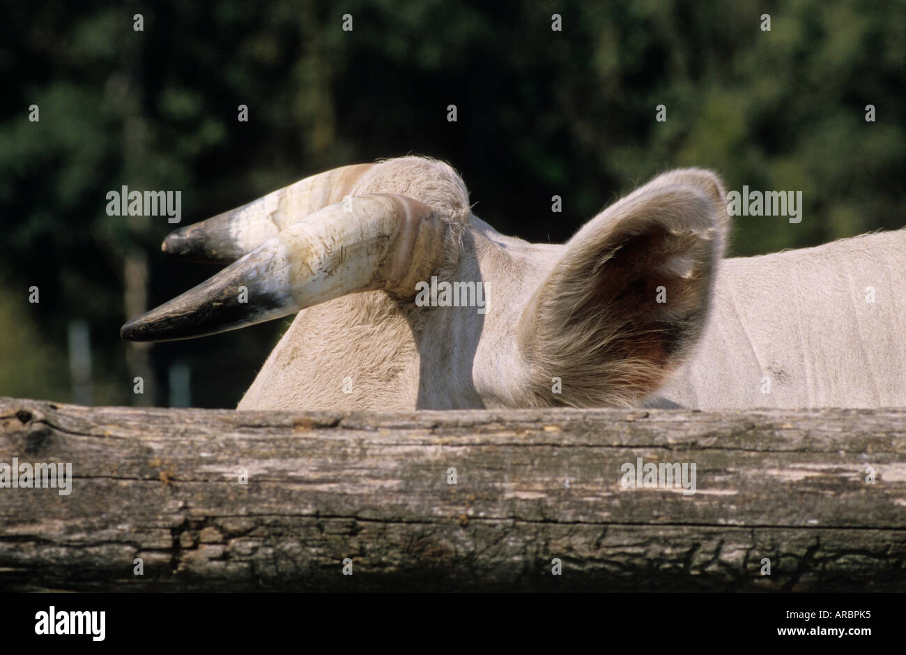 Chianina Cow from Val di Chiana Italy Stock Photo - Alamy