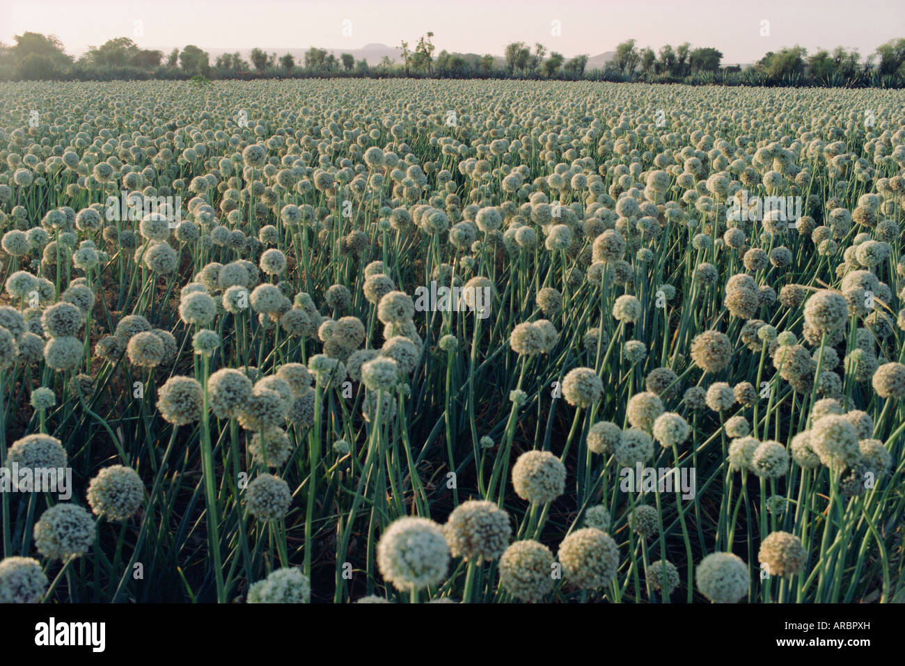 Onion Farming In Gujarat at Angeline Barron blog