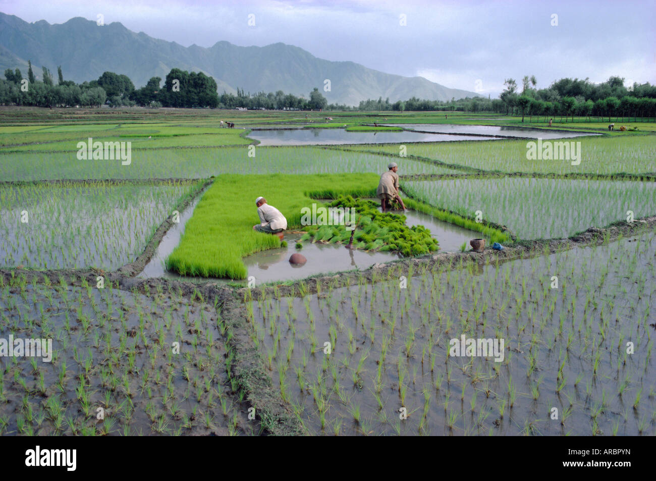 Paddy Fields, farmers planting rice, Kashmir, India Stock Photo - Alamy