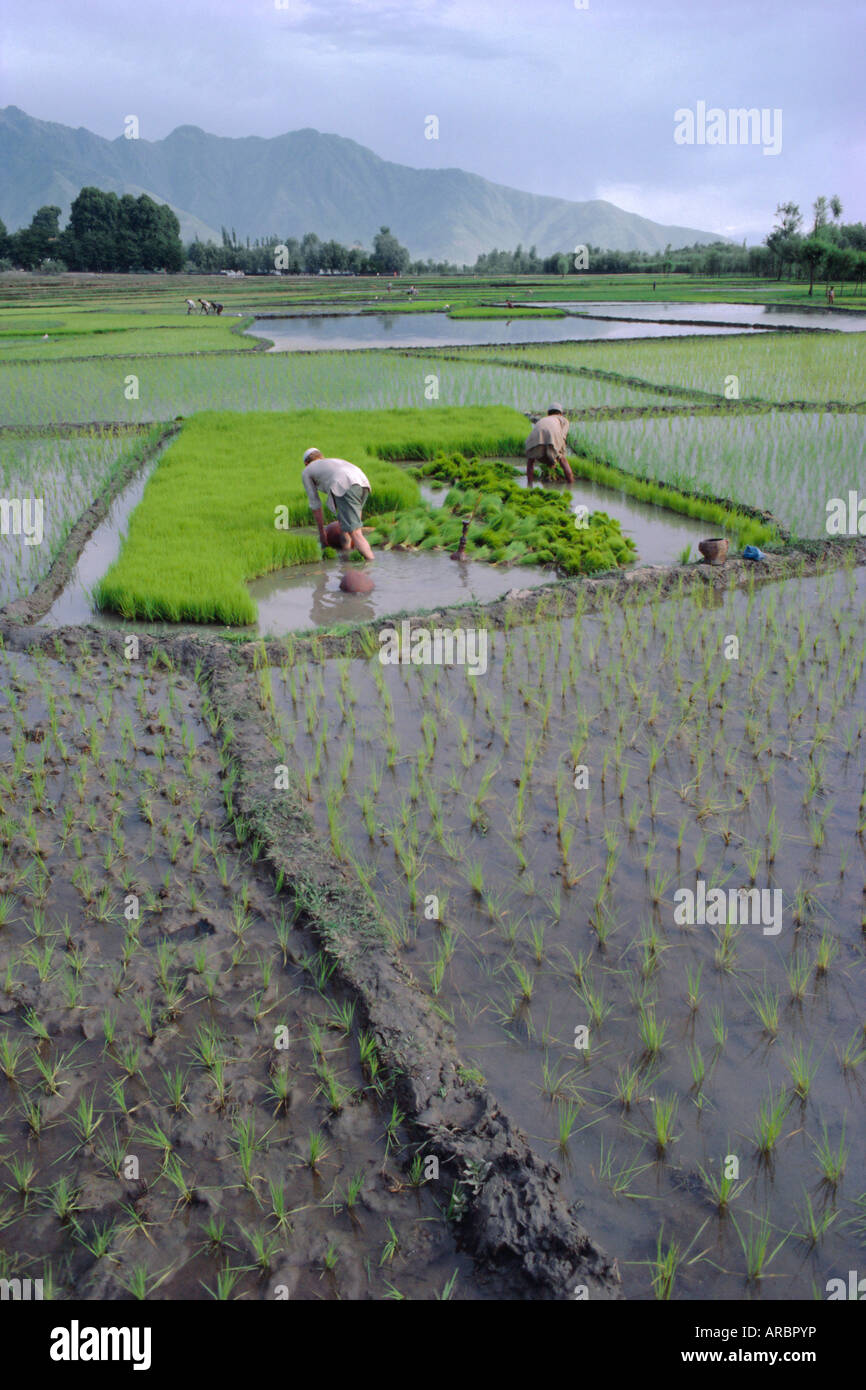 Indian farmers hi-res stock photography and images - Alamy