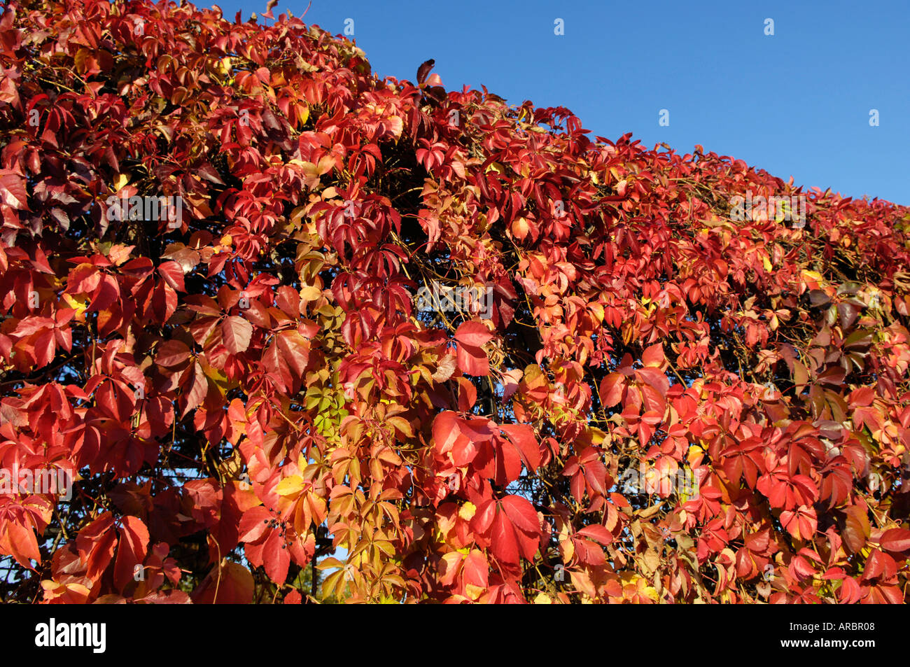 Ruby virginia hi-res stock photography and images - Alamy