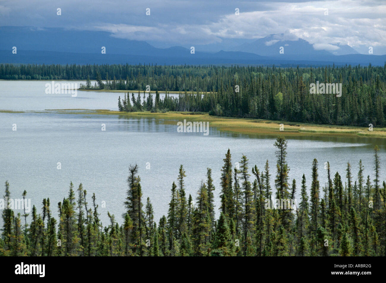 Muskeg, tundra wetland, with lakes and pine forest, Glenallen, Alaska ...
