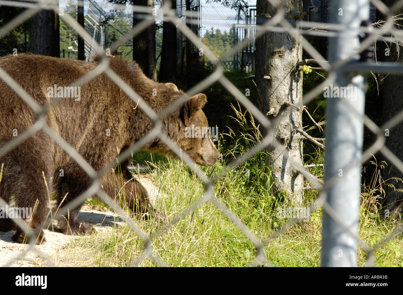 Bear wire hi-res stock photography and images - Alamy
