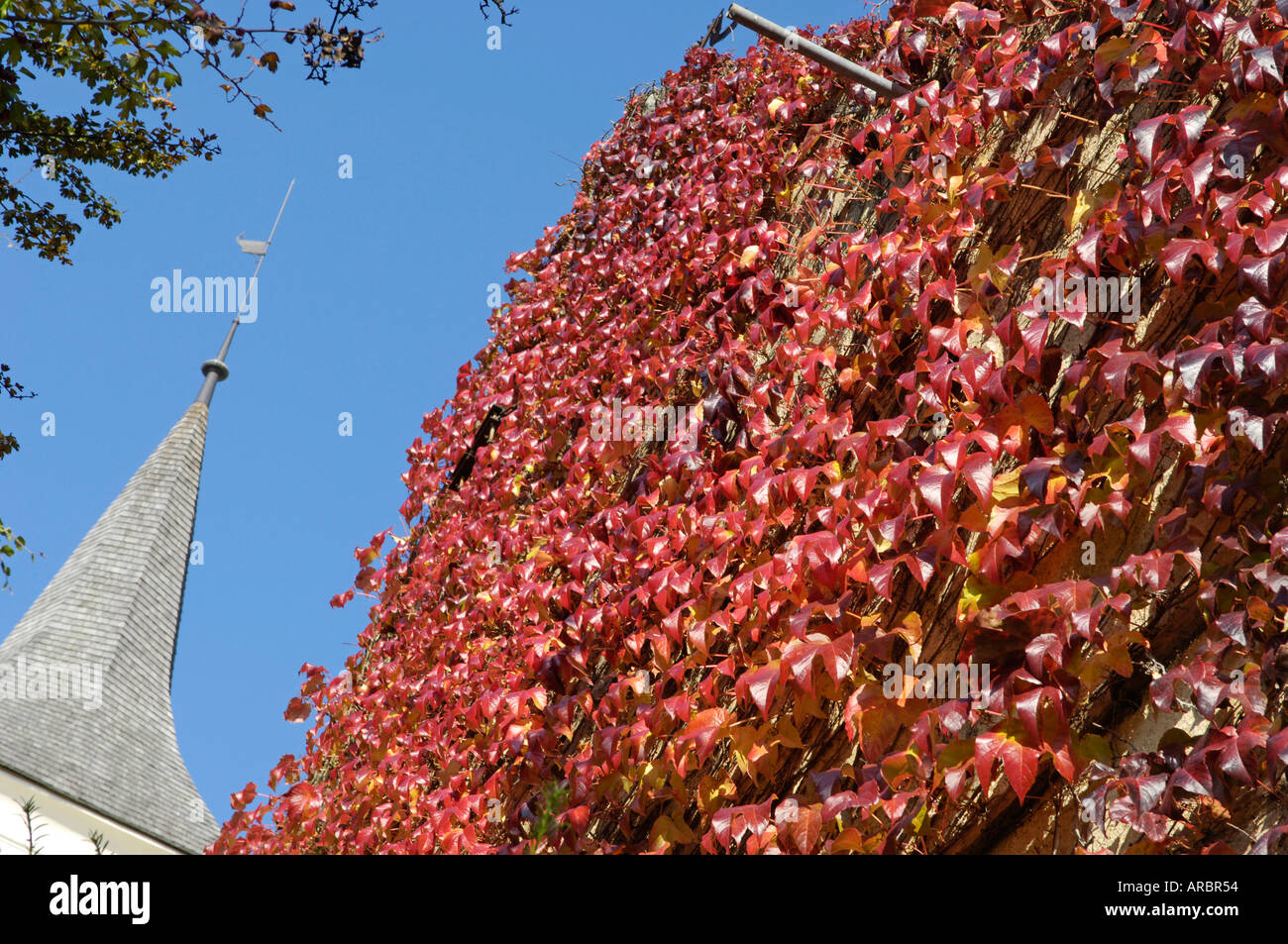 Ruby creeper hi-res stock photography and images - Alamy