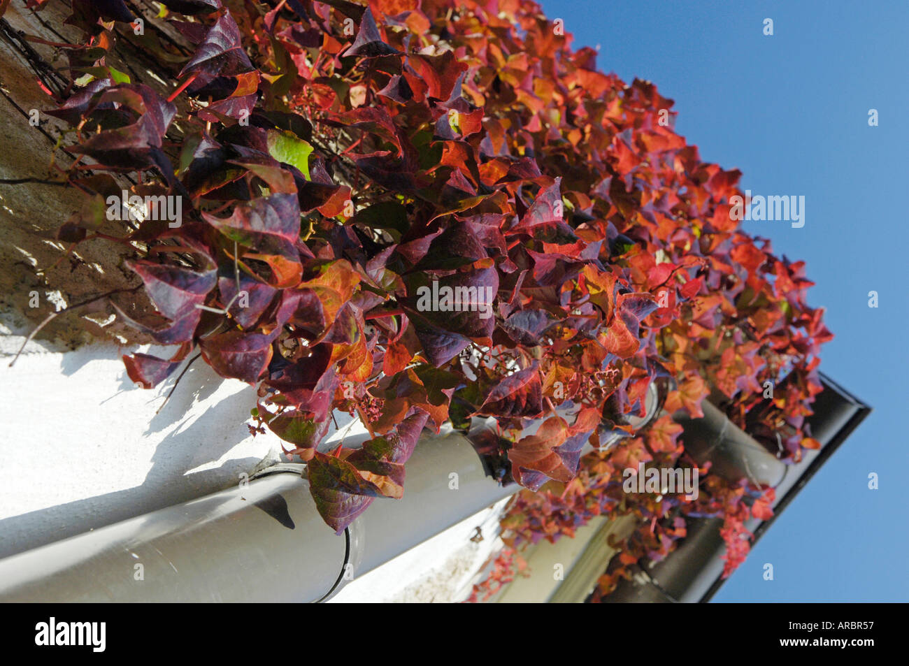 Ruby creeper hi-res stock photography and images - Alamy
