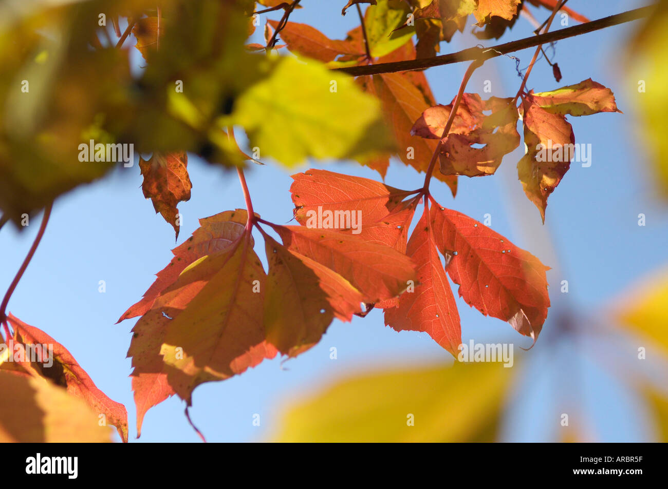 Ruby virginia hi-res stock photography and images - Alamy