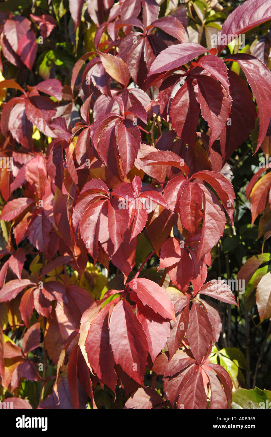 Ruby virginia hi-res stock photography and images - Alamy