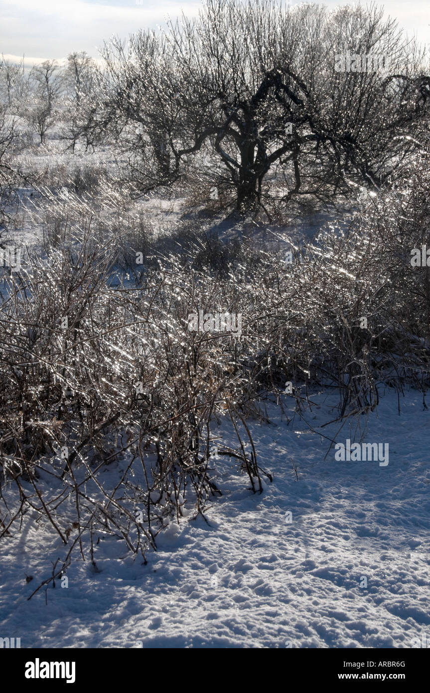 Frightening trees hi-res stock photography and images - Alamy