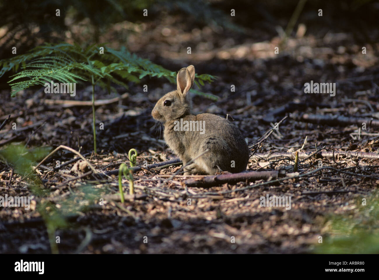 Young european rabbit oryctolagus hi-res stock photography and images ...