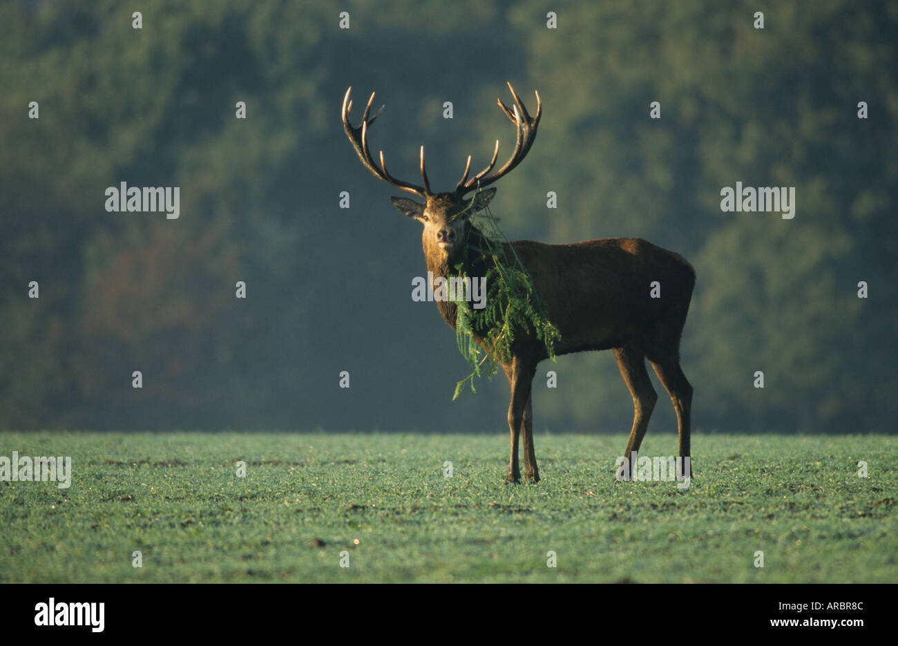 Red deer stag in the rut Stock Photo - Alamy