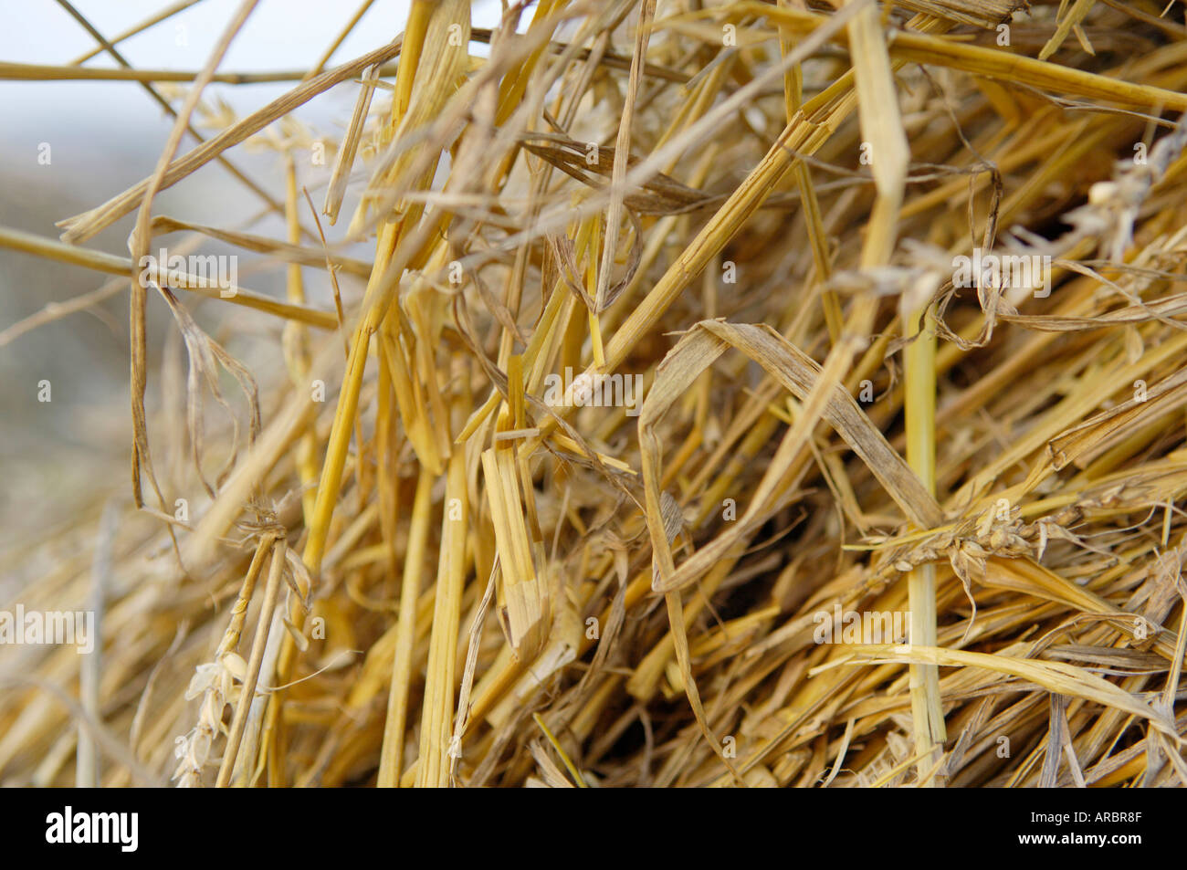 Bale spike hi-res stock photography and images - Alamy