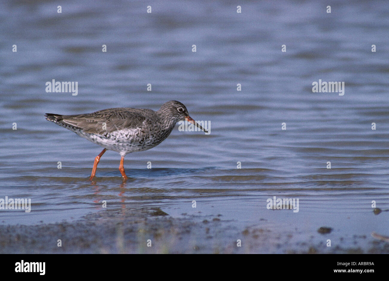 Wading in estuary mud hi-res stock photography and images - Alamy