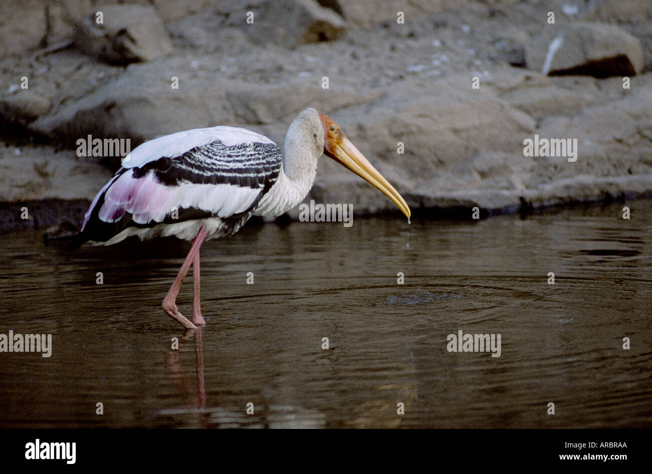 Painted Stork wading in pool Stock Photo - Alamy