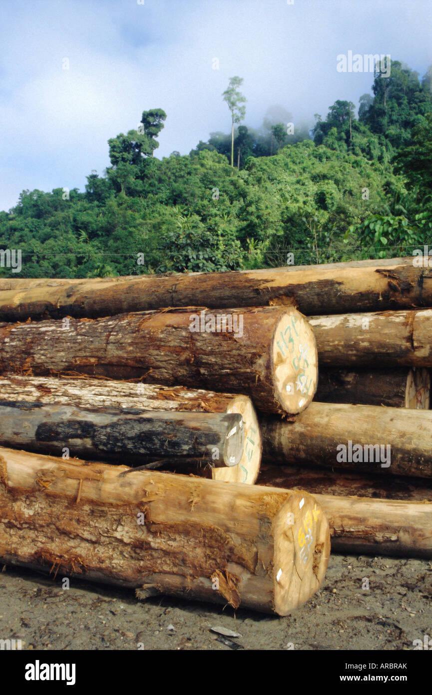 Logging in the rain forest, hardwood awaiting river transport, Limbang ...
