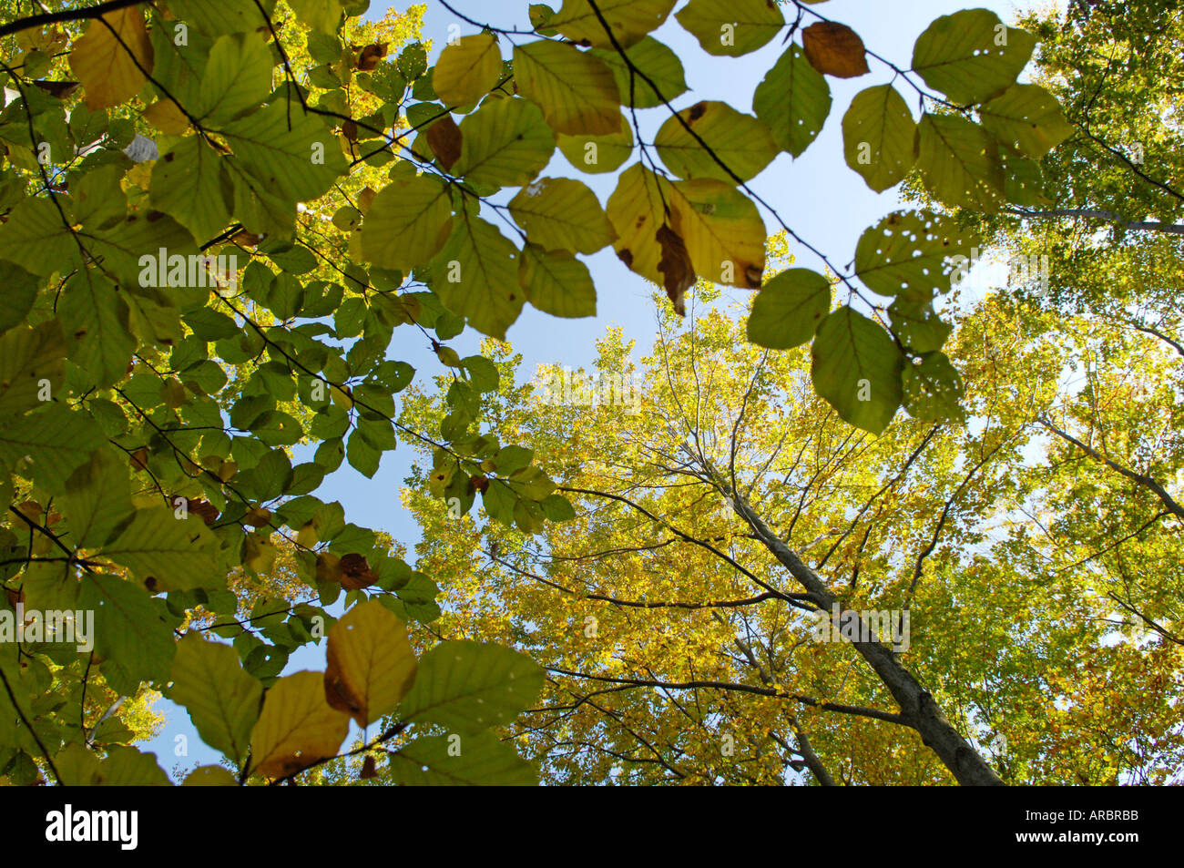 beech forest, red beech Stock Photo - Alamy
