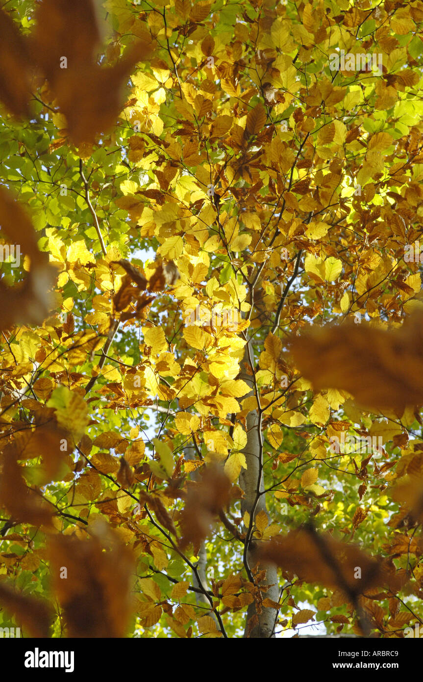 beech forest, red beech Stock Photo - Alamy