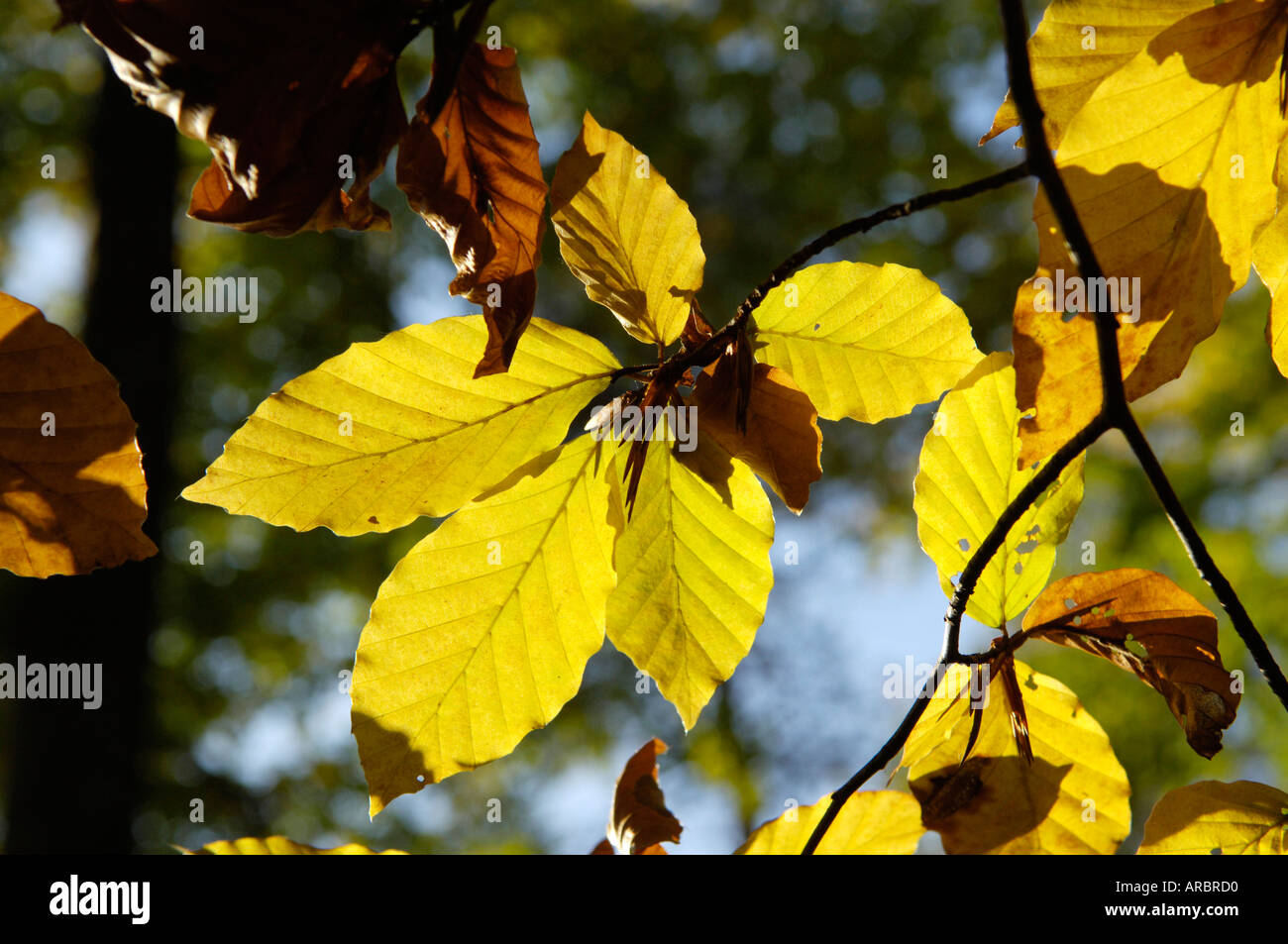 beech forest, red beech Stock Photo - Alamy