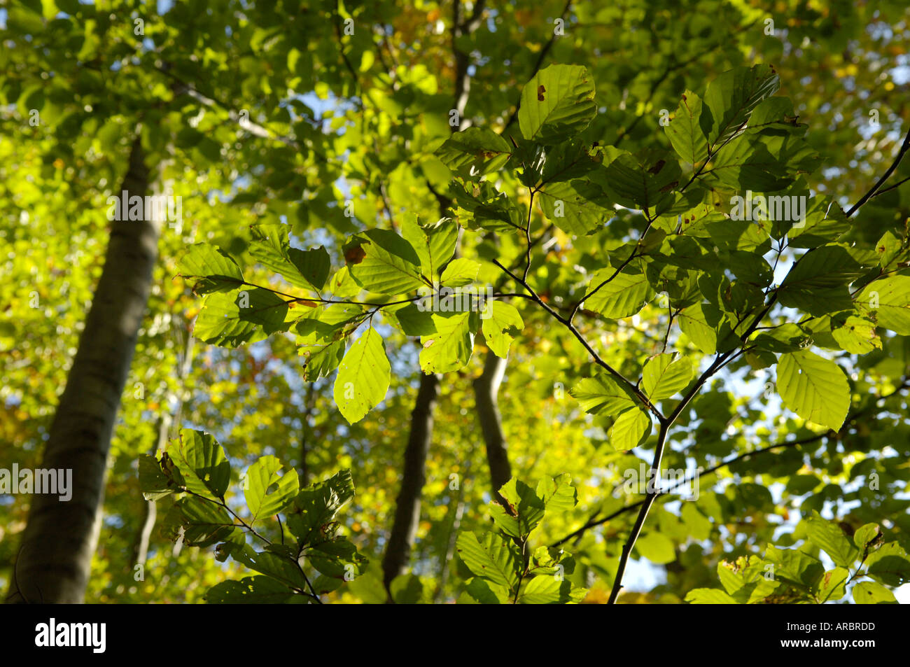 beech forest, red beech Stock Photo - Alamy